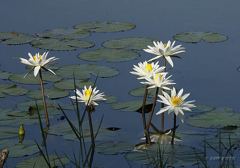 Seerosenteich Foto & Bild | teich, natur, spiegelung Bilder auf fotocommunity
