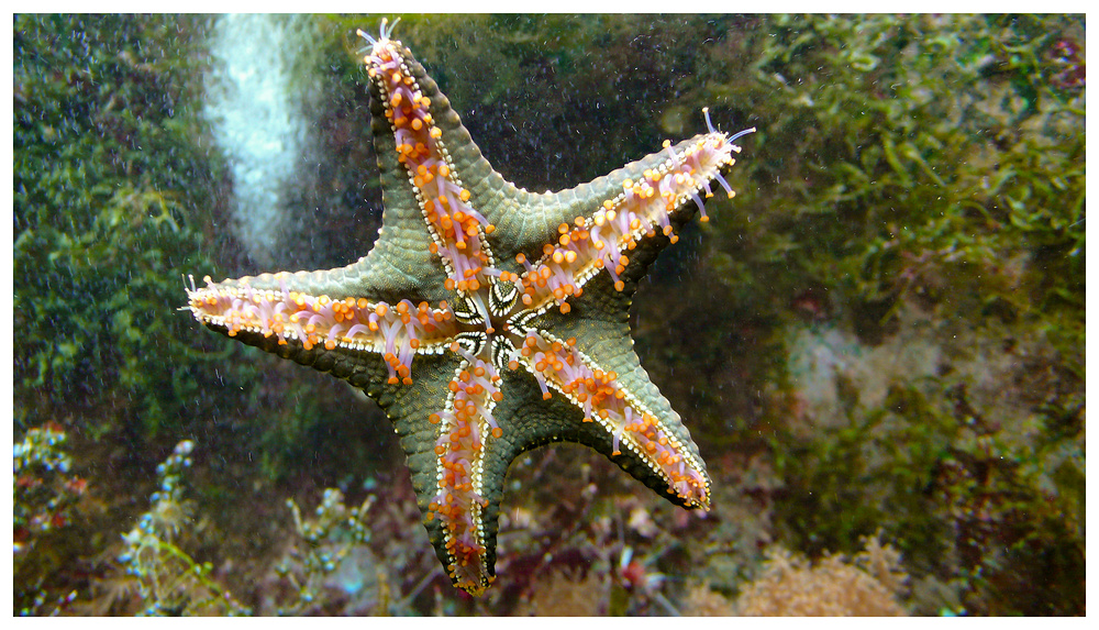 Seestern Foto & Bild | tiere, zoo, wildpark & falknerei, zoo aquaristik ...