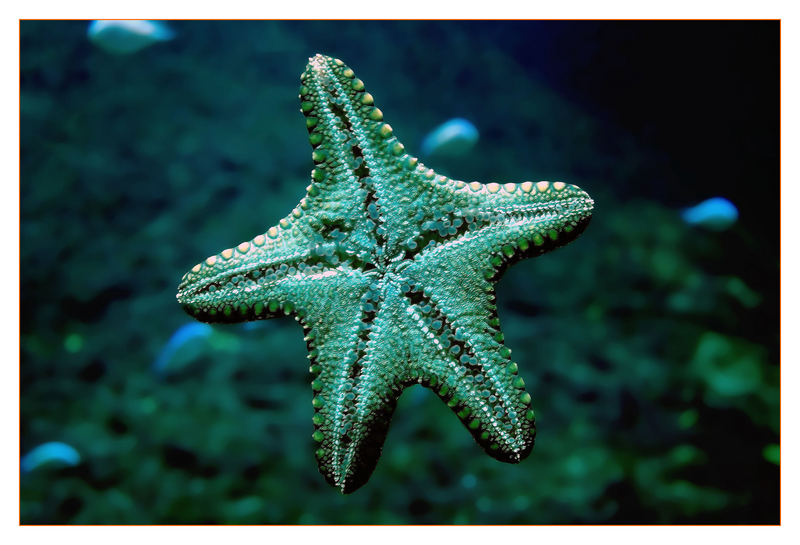 Seestern Foto & Bild | tiere, zoo, wildpark & falknerei, zoo: fische ...