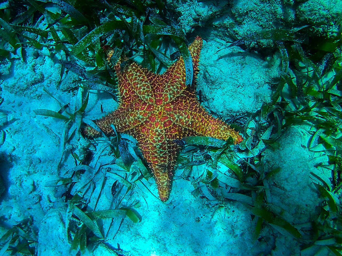 Seestern Foto & Bild | world, meer, natur Bilder auf fotocommunity