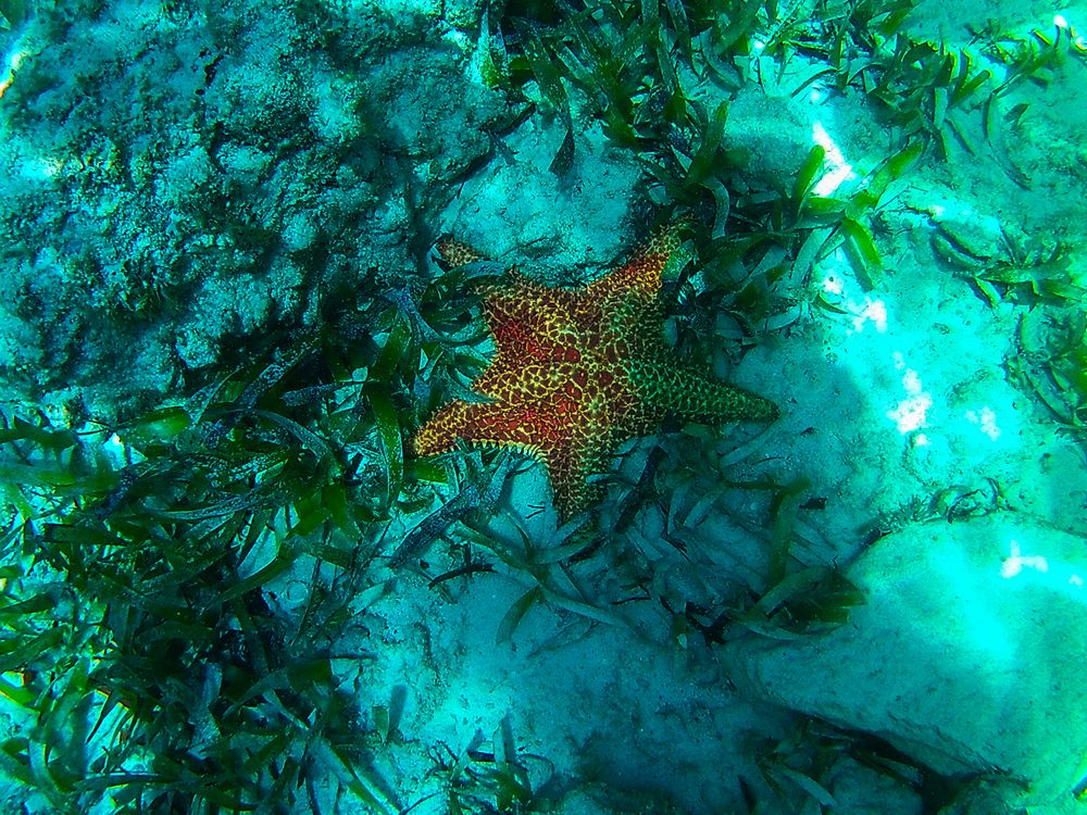 Seestern 2 Foto & Bild | fotos, world, meer Bilder auf fotocommunity