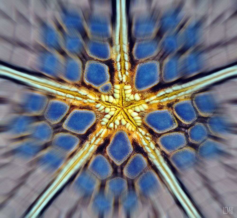 Seestern Foto & Bild | zoom, strait, asia Bilder auf fotocommunity