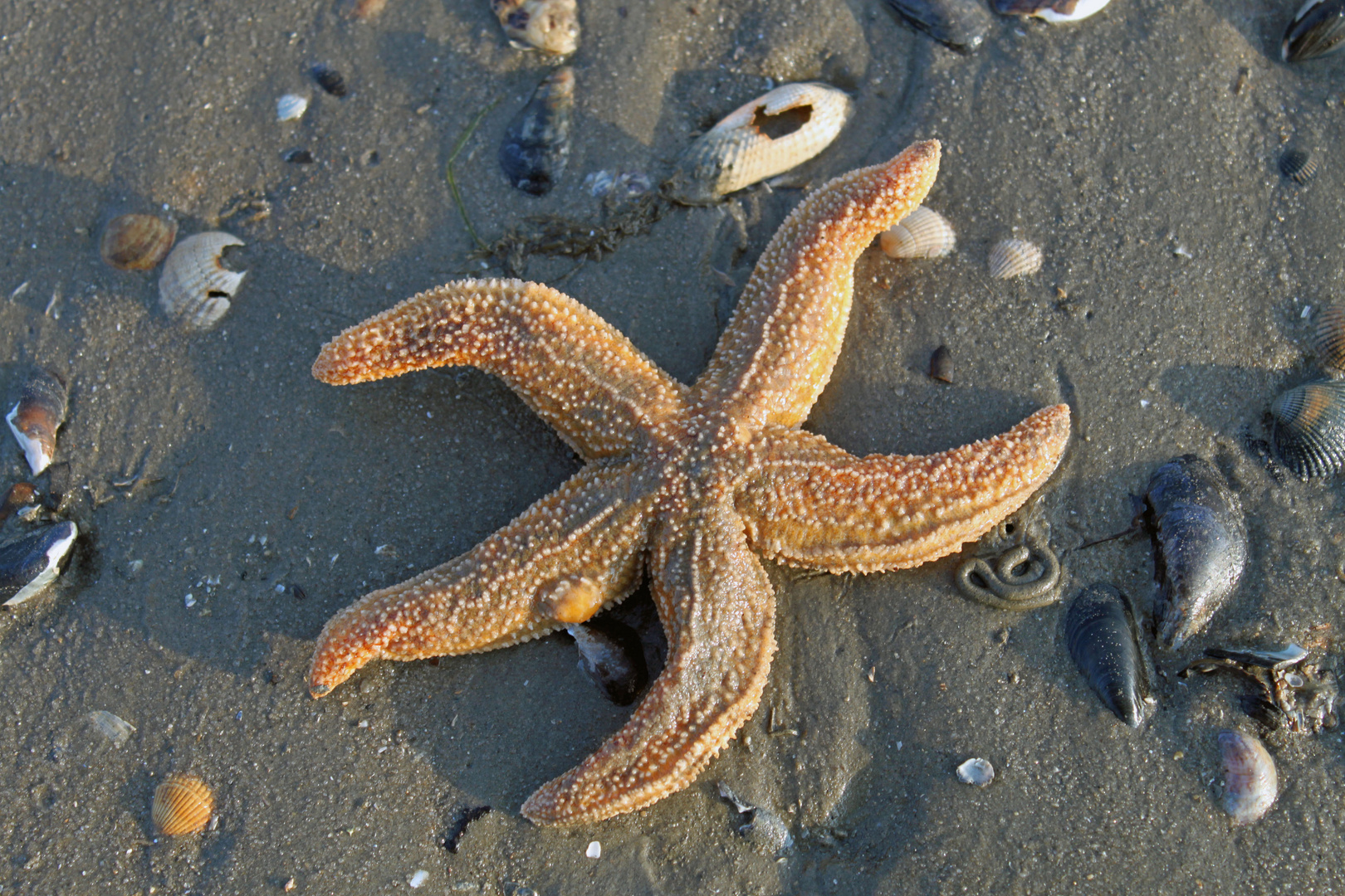 Seestern Foto & Bild | landschaft, meer & strand, watt Bilder auf ...