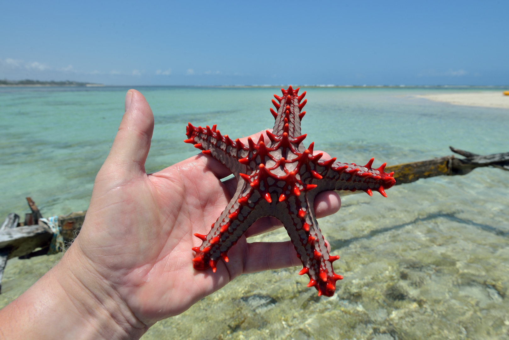 Seestern Foto & Bild | africa, eastern africa, kenya Bilder auf ...