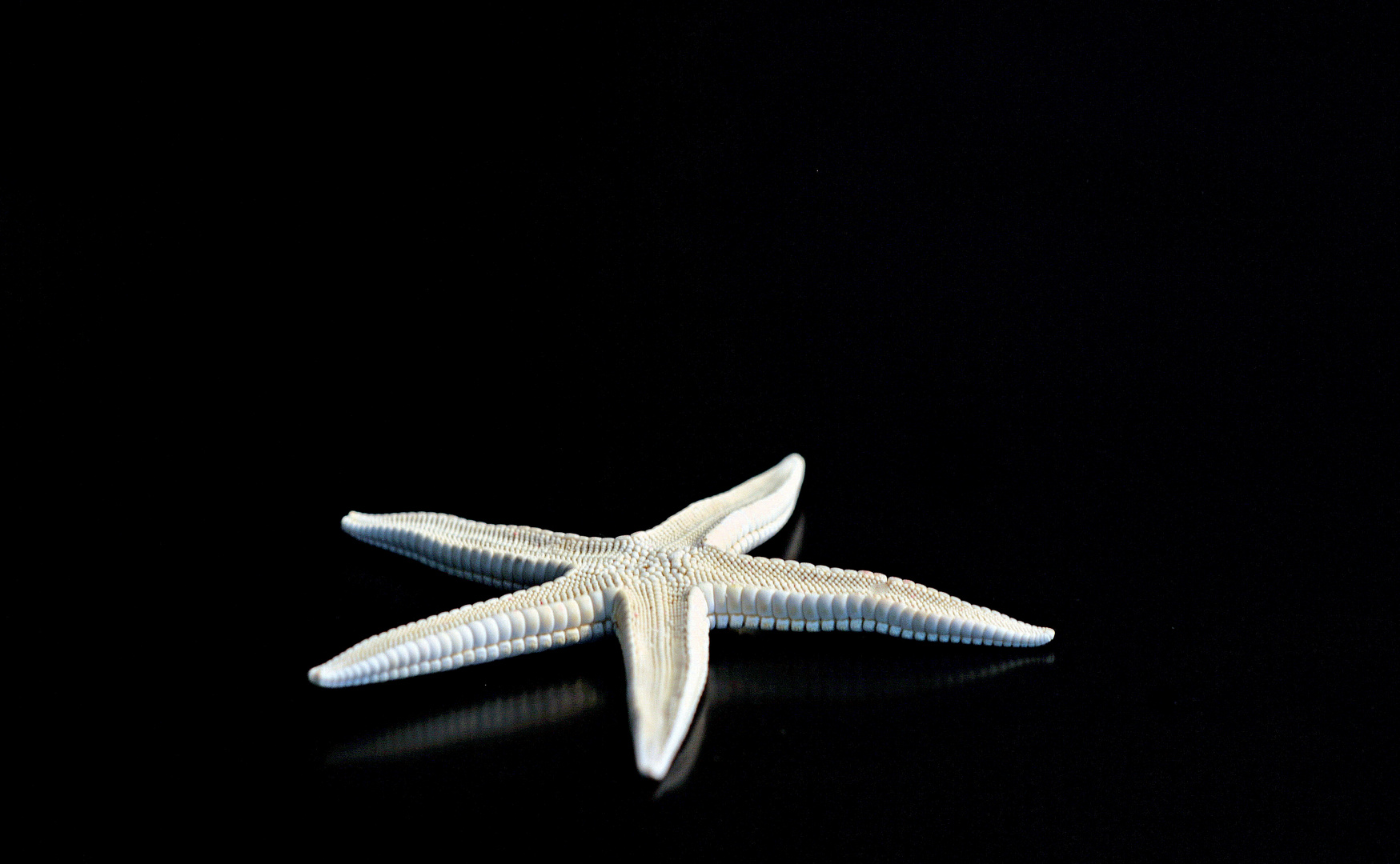 *Seestern* Foto & Bild | spanien, seesterne, linde a Bilder auf ...