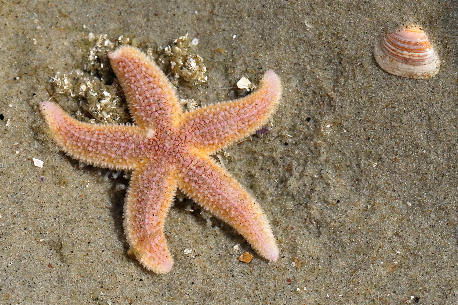 Seestern Foto & Bild | natur, nordsee, tiere Bilder auf fotocommunity