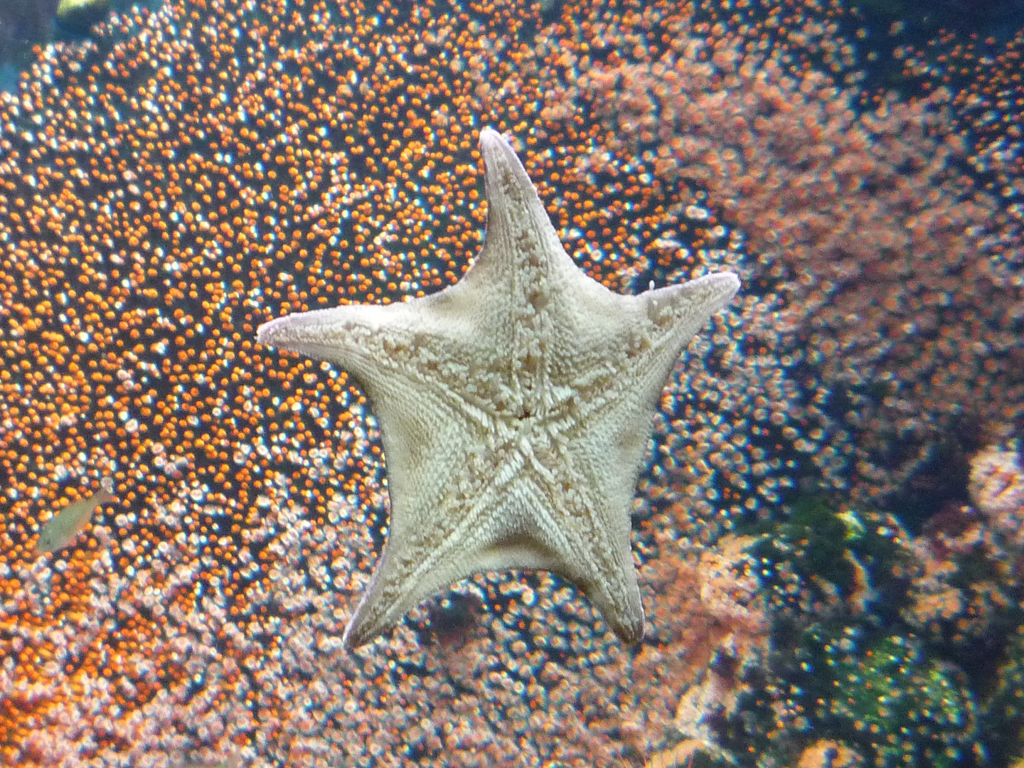 Seestern Foto & Bild | tiere, zoo, wildpark & falknerei, natur Bilder ...