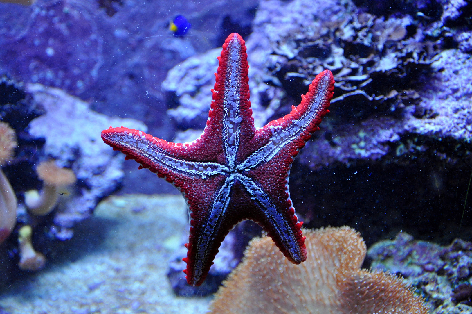 Seestern Foto & Bild | tiere, natur Bilder auf fotocommunity