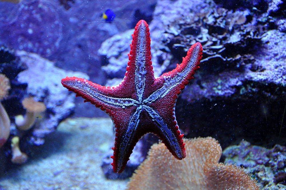 Seestern Foto & Bild | tiere, natur Bilder auf fotocommunity