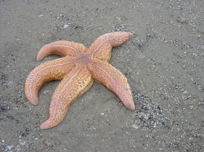 Seestern Foto & Bild | europe, scandinavia, denmark Bilder auf ...