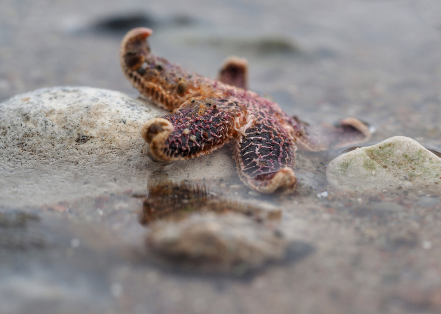 Seestern Foto & Bild | spezial, outdoor, wasser Bilder auf fotocommunity