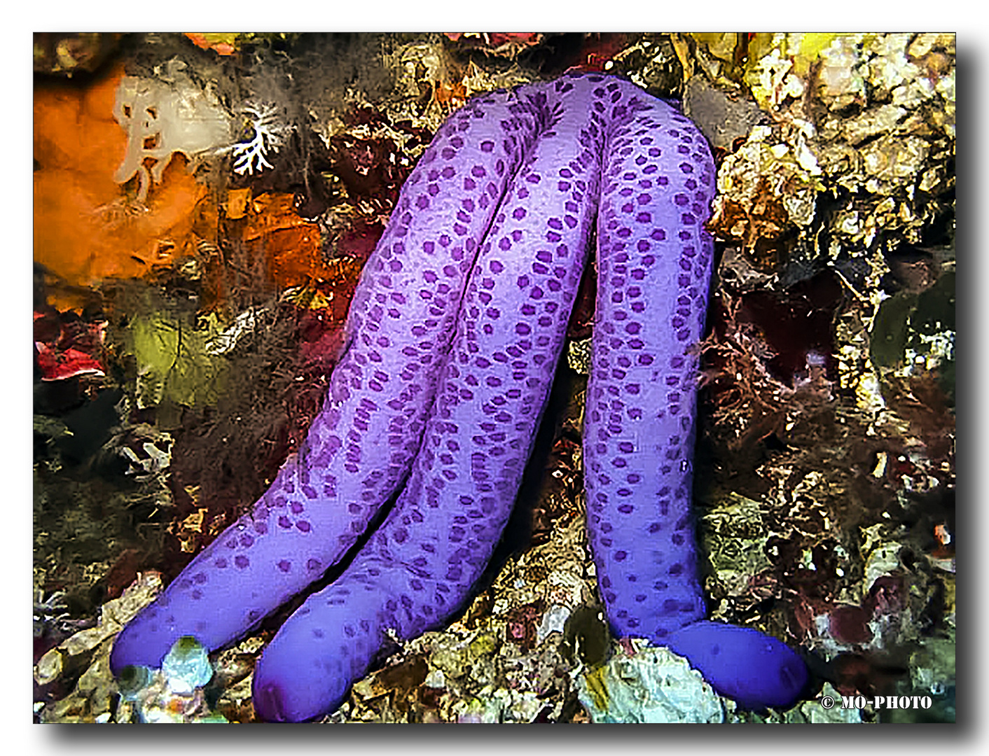 Seestern Foto & Bild | natur, tiere, wildlife Bilder auf fotocommunity