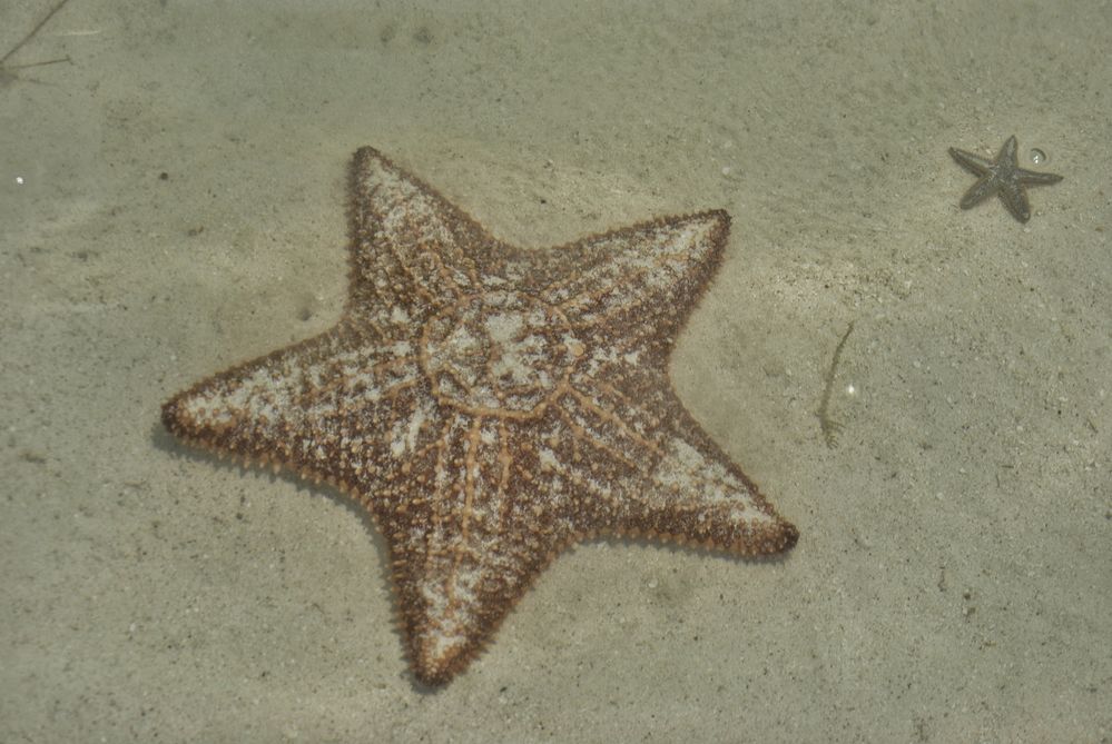seestern Foto & Bild | tiere, wildlife, wildlife: sonstige tiere Bilder ...