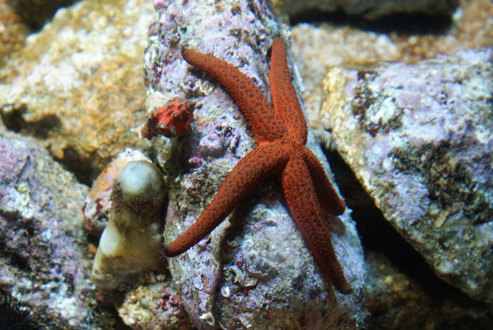 Seestern Foto & Bild | tiere, haustiere, aquaristik Bilder auf ...