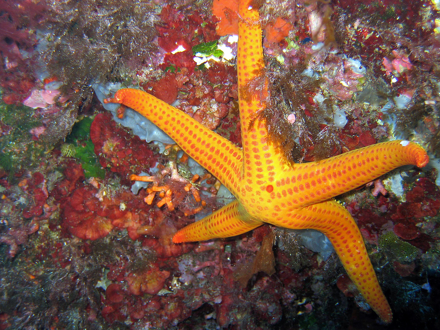 Seestern Foto & Bild | tiere, wildlife, wildlife: sonstige tiere Bilder ...