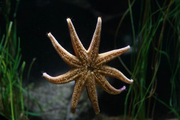 Zoo:Seesterne,Seeigel,Nautilu Bilder & Fotos