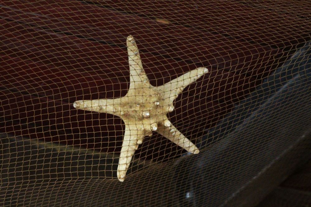 Seestern Foto & Bild | sonstiges, beach, natur Bilder auf fotocommunity