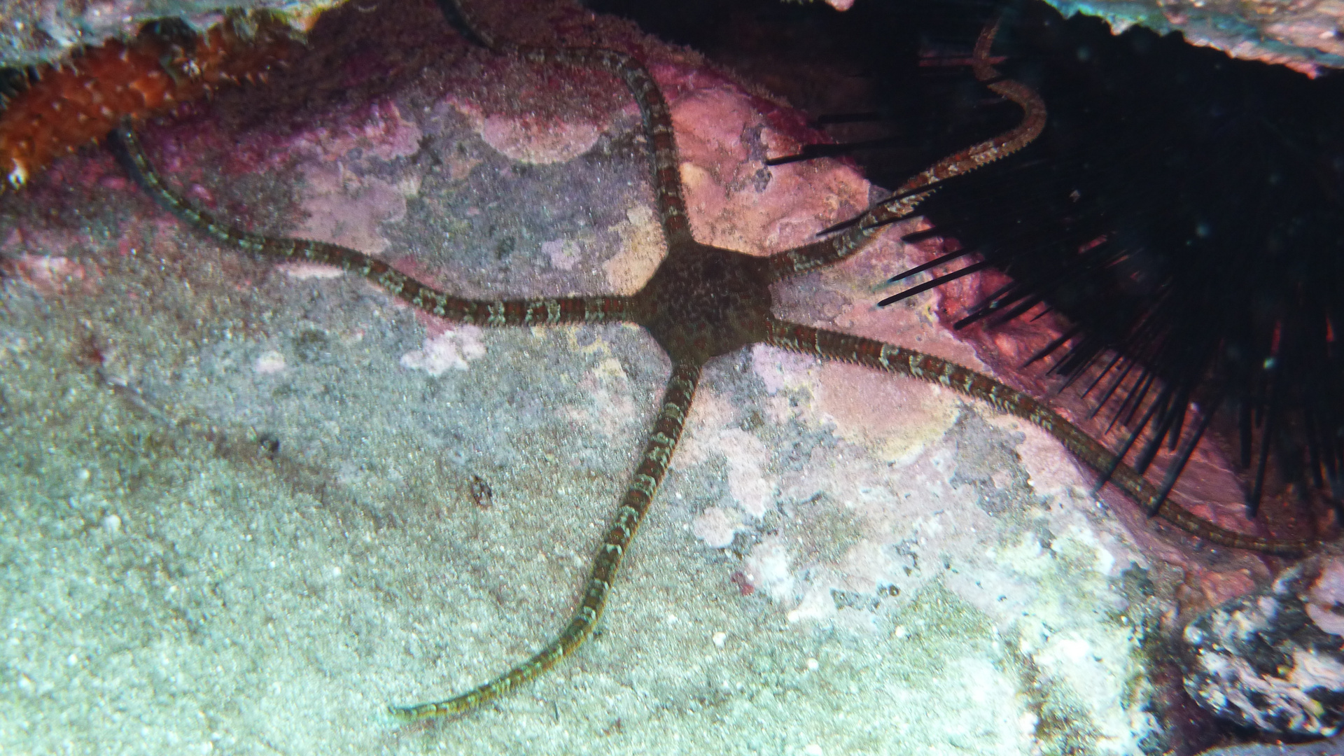 Seestern im Atlantic Foto & Bild | tiere, salzwasser, seestern Bilder ...