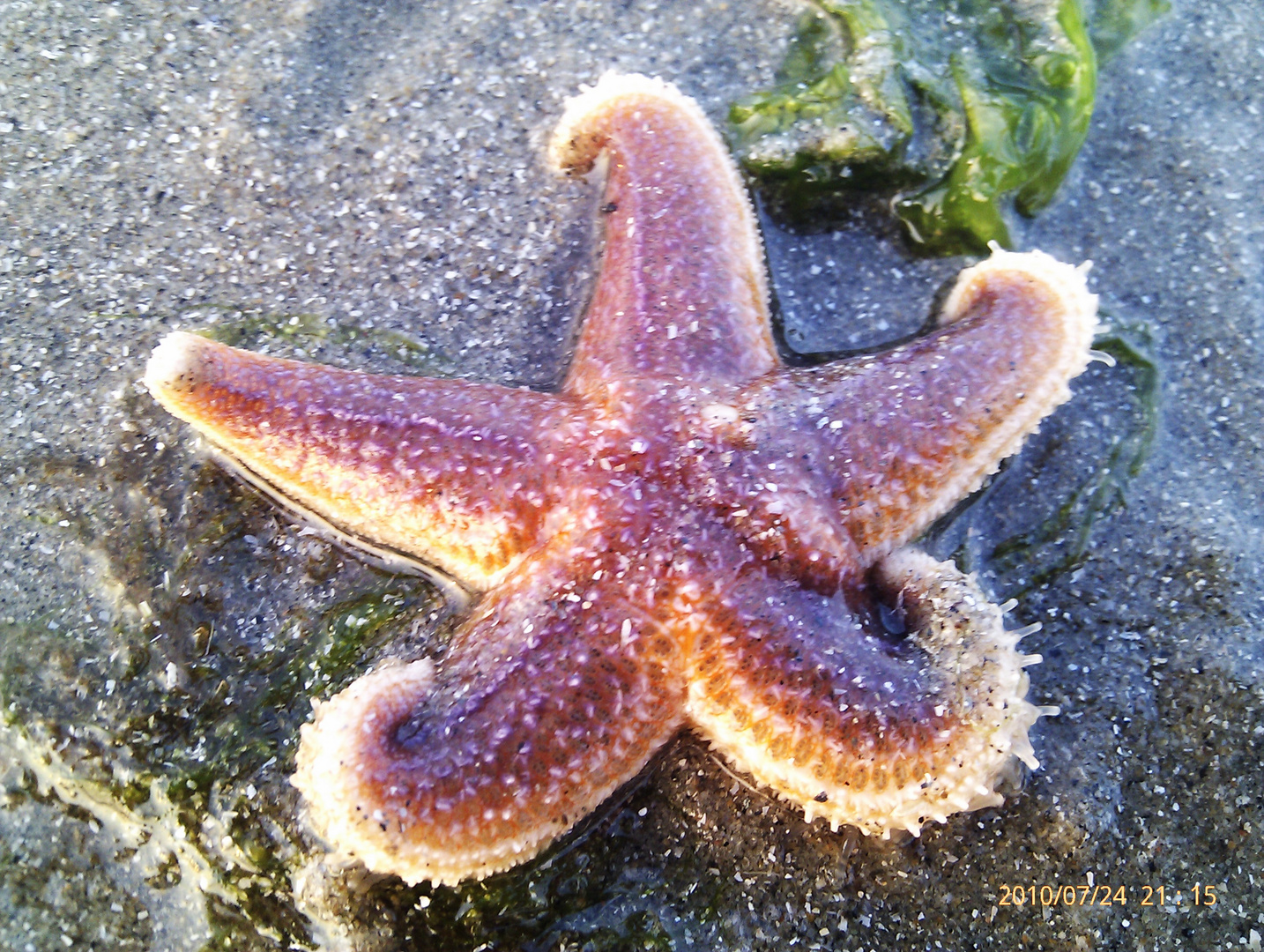 Seestern in Holland Foto & Bild | tiere, tierdetails, natur Bilder auf ...