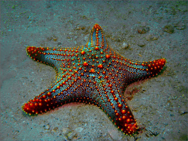 Seestern - reload - Foto & Bild | unterwasser, natur-kreativ ...