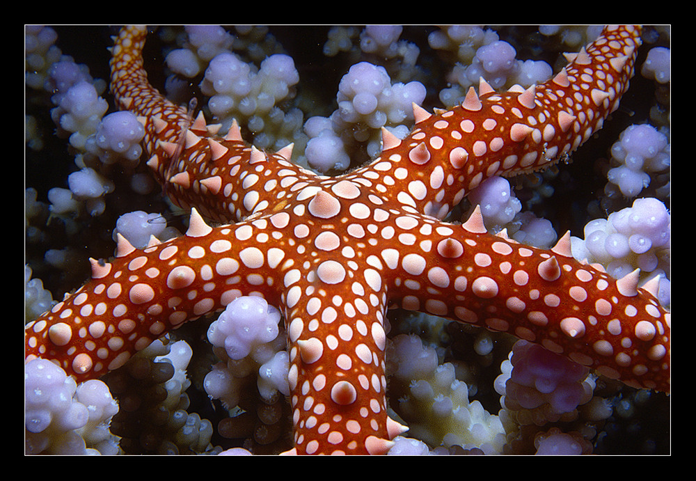 Seestern, Rotes Meer Foto & Bild | unterwasser, uw-salzwasser, natur ...