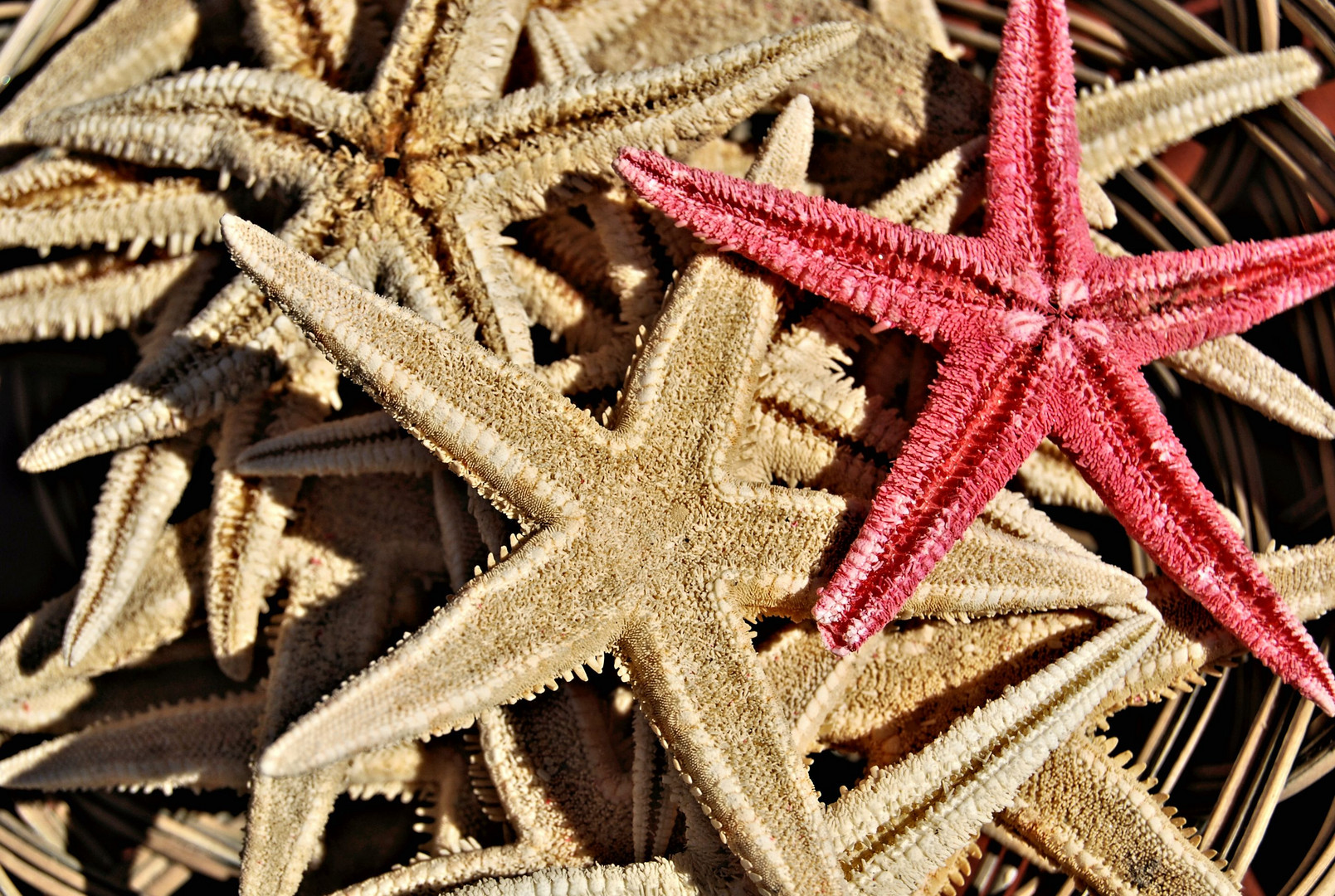 Seesterne Foto & Bild | wasser, sand, meer Bilder auf fotocommunity