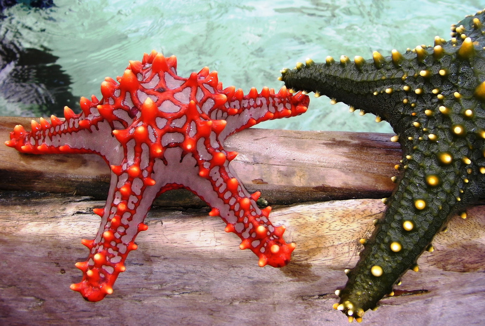 Seesterne Foto & Bild | africa, eastern africa, tanzania Bilder auf ...