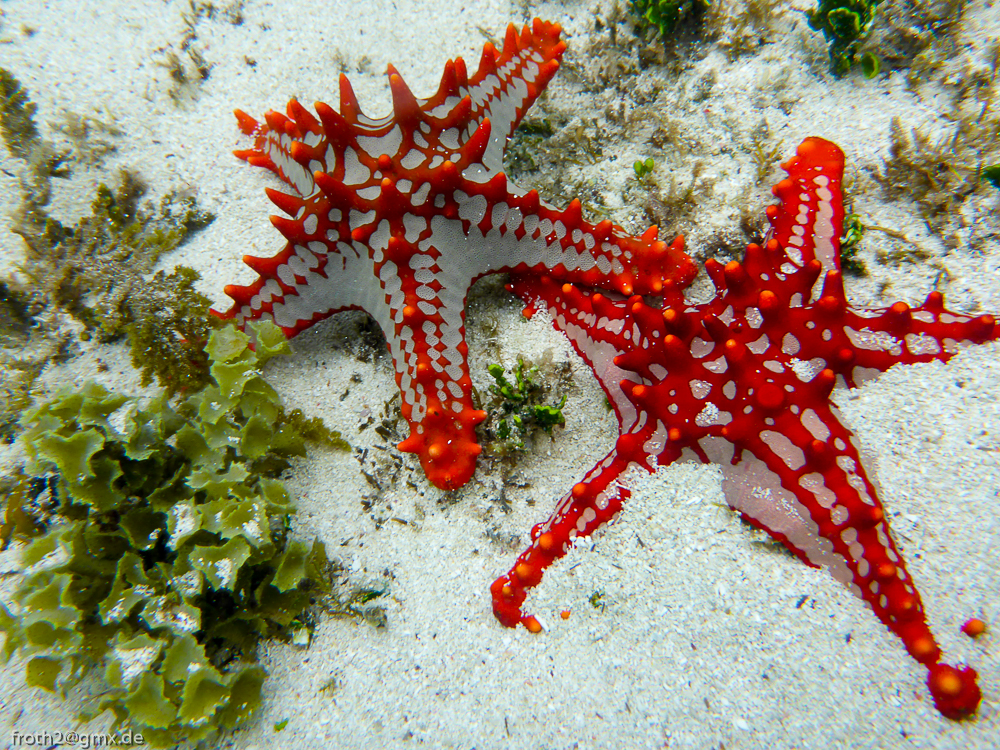 Seesterne Foto & Bild | tiere, wildlife, indischer ozean Bilder auf ...