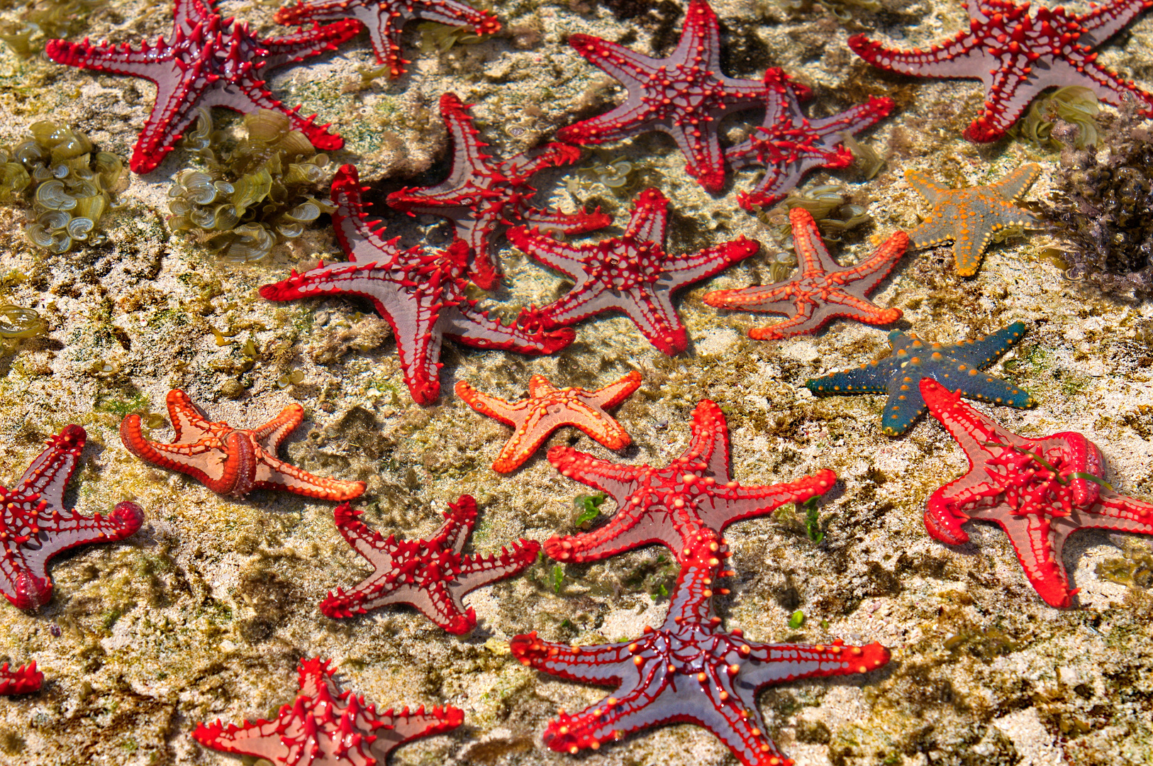Seesterne im Meer von Diani Beach Foto & Bild | africa, eastern africa ...