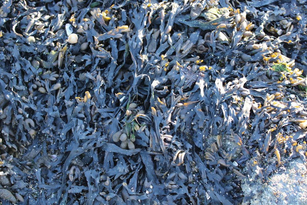 Seetang Foto & Bild | world, outdoor, wasser Bilder auf fotocommunity