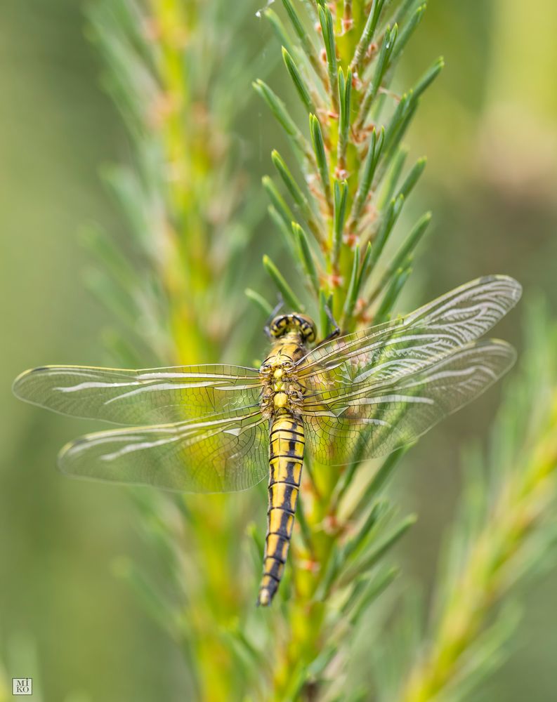 Segellibelle Foto & Bild | tiere, wildlife, libellen Bilder auf ...
