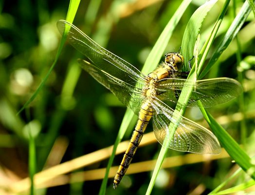 Libellen Bilder & Fotos