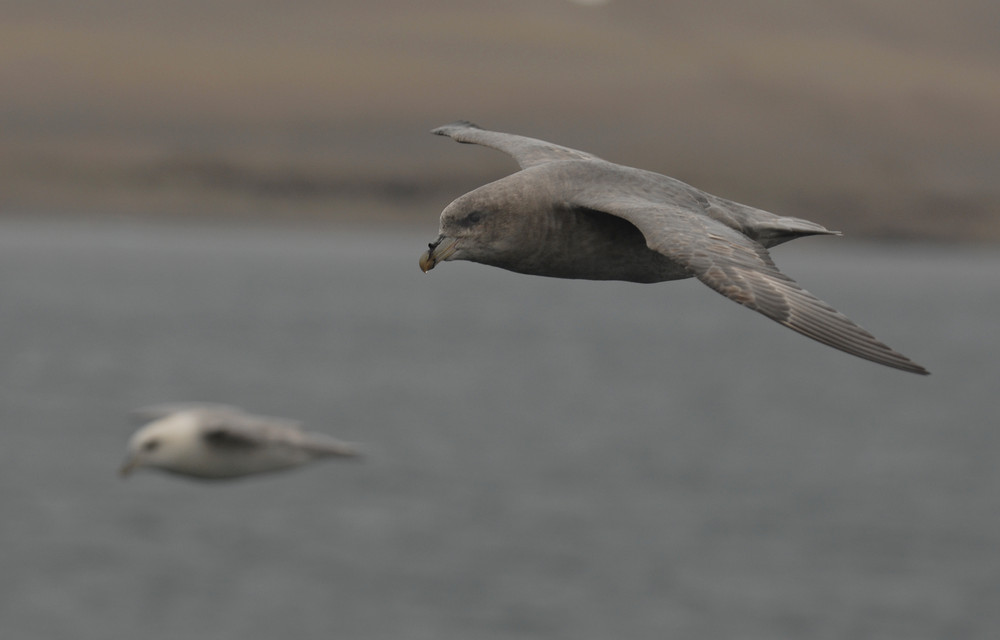 Segler Foto & Bild | tiere, wildlife, wild lebende vögel Bilder auf ...