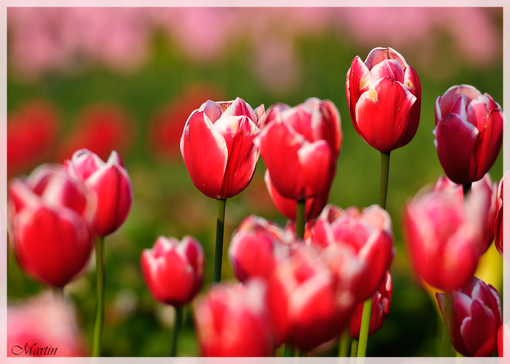 Sehr bunt.... Foto & Bild | landschaft, garten- & parklandschaften ...