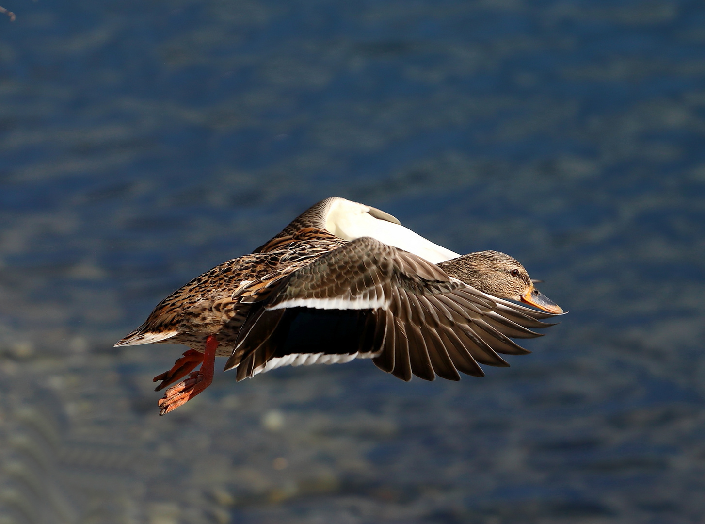 Sehr eilig...... Foto & Bild | experimente, tiere, wildlife Bilder auf ...