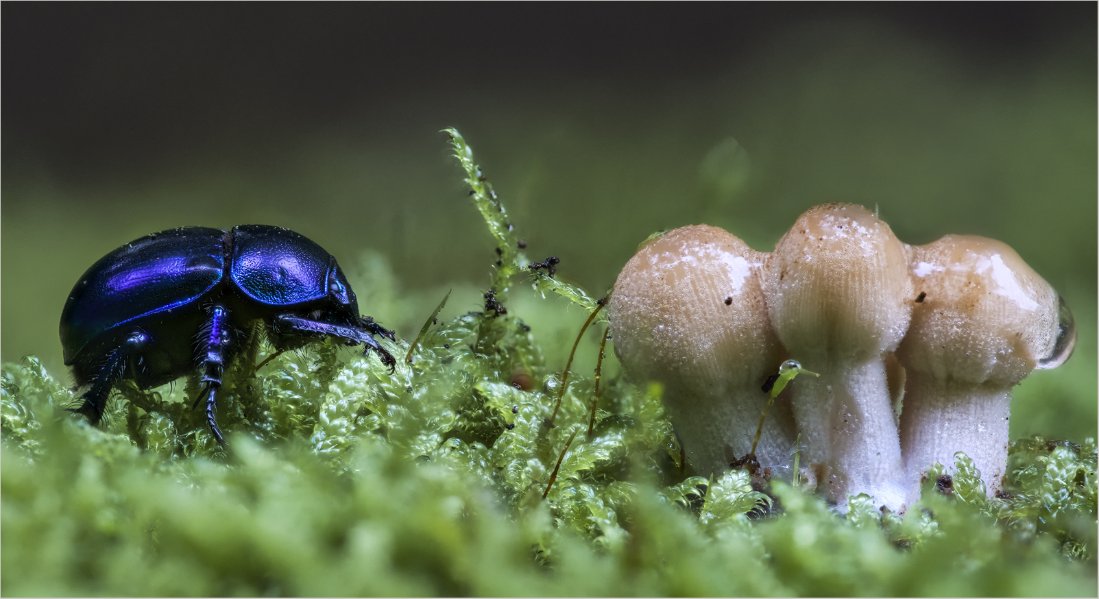 Sehr eilig.. Foto & Bild | natur, pilze, insekten Bilder auf fotocommunity