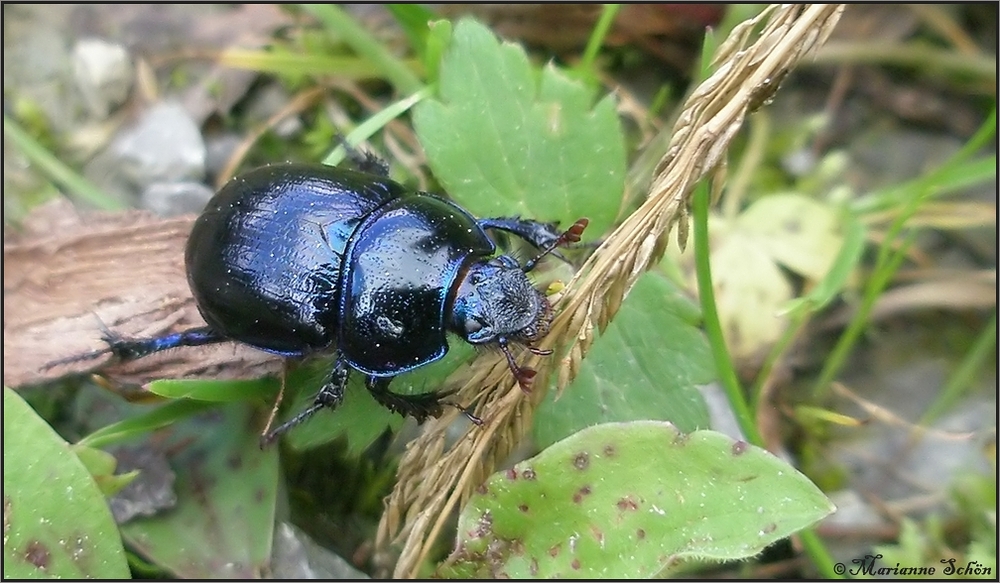 Sehr eilig... Foto & Bild | tiere, wildlife, insekten Bilder auf ...