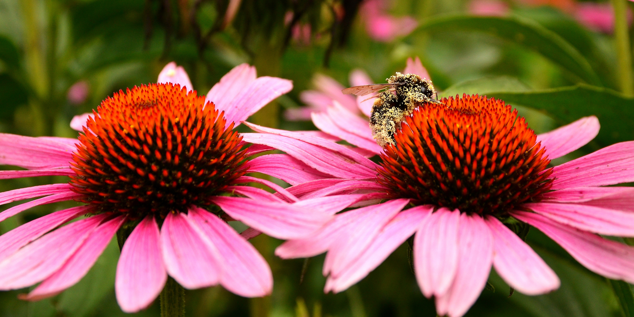 Sehr fleißiges Bienchen Foto & Bild | pflanzen, pilze & flechten ...