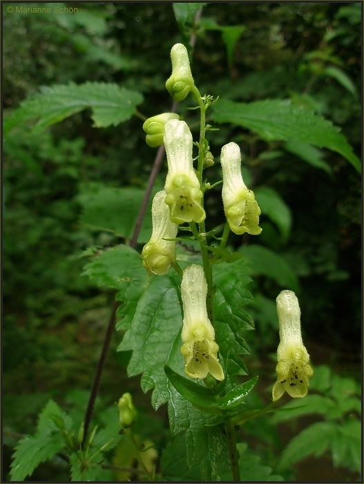 *SEHR GIFTIG* Foto & Bild | natur, giftig, landschaft Bilder auf ...