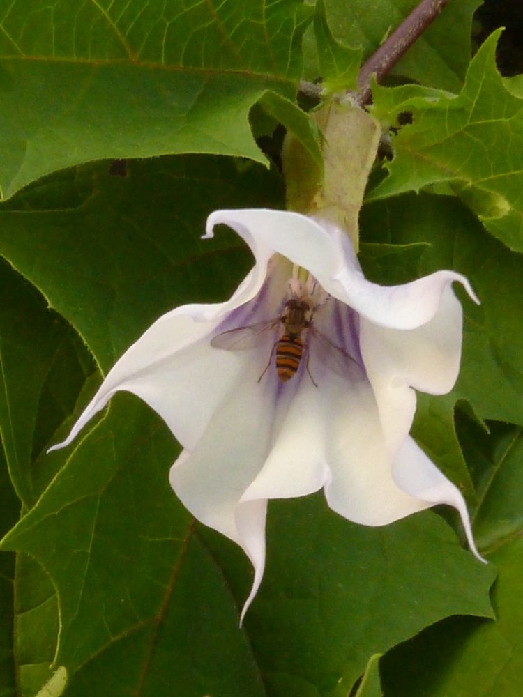 Sehr giftig ... Foto & Bild | fotos, natur, pflanzen Bilder auf ...