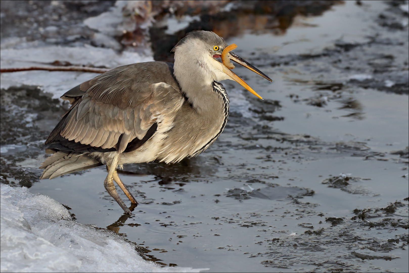 Sehr hungrig.... Foto & Bild | natur, vogel, tiere Bilder auf fotocommunity