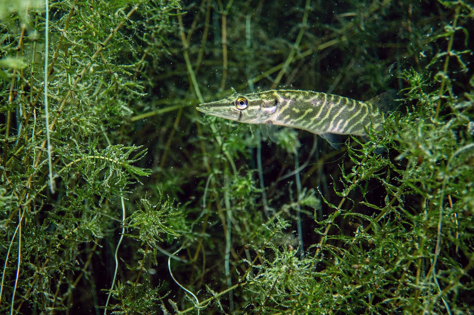 Sehr junger Hecht Foto & Bild | sommer, natur, schweiz Bilder auf ...