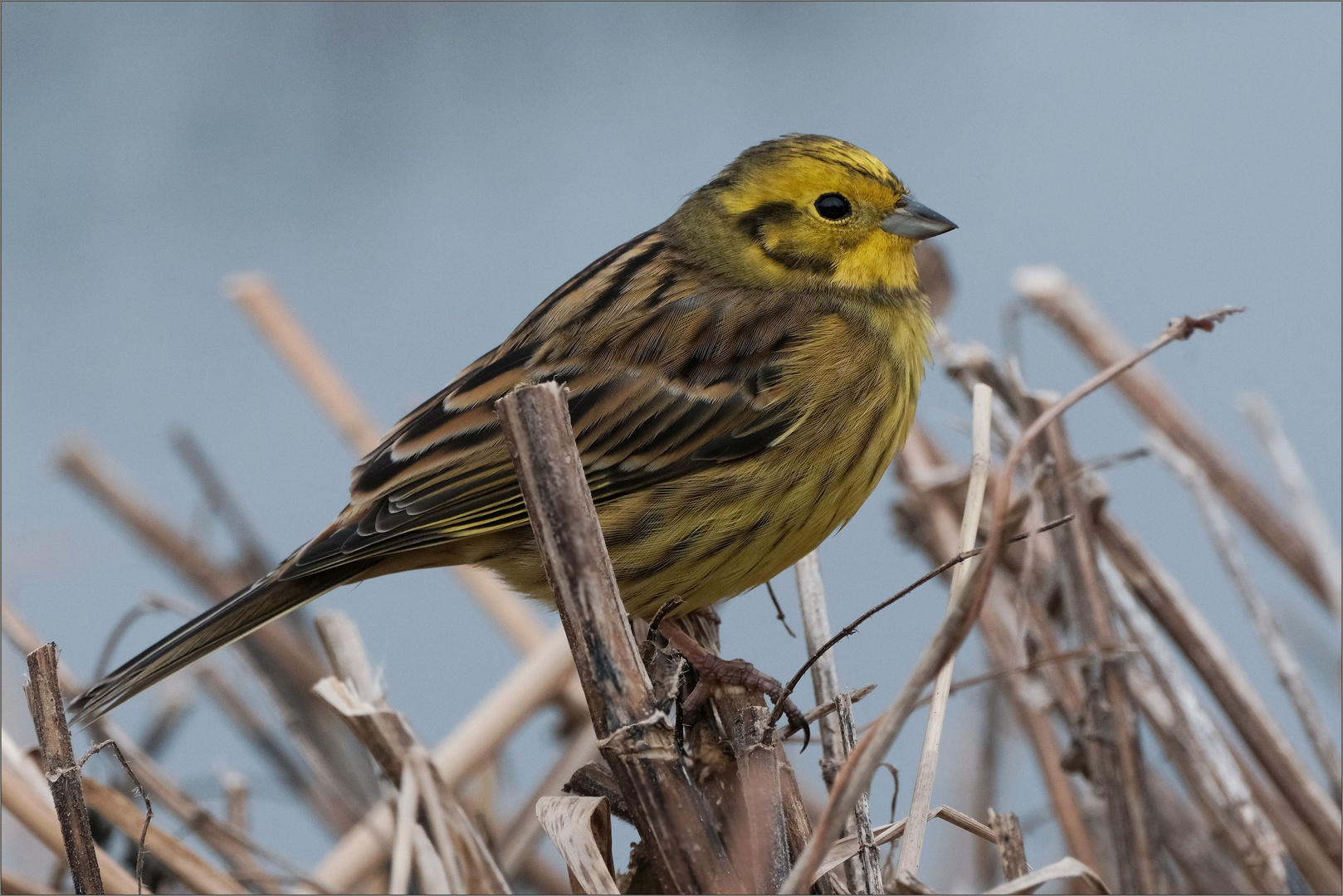 Sehr nah'... Foto & Bild | tiere, wildlife, wild lebende vögel Bilder ...