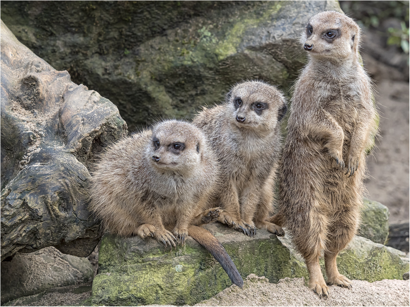 Sehr neugierig..... Foto & Bild | nature, new, world Bilder auf ...