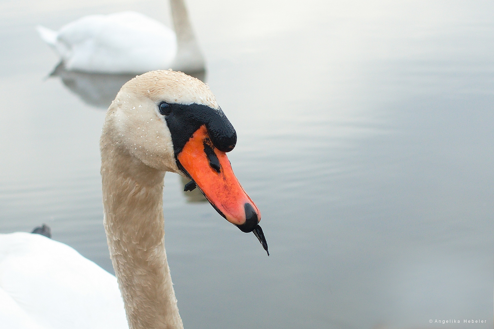 Sehr neugierig .... Foto & Bild | deutschland, europe, hessen Bilder ...