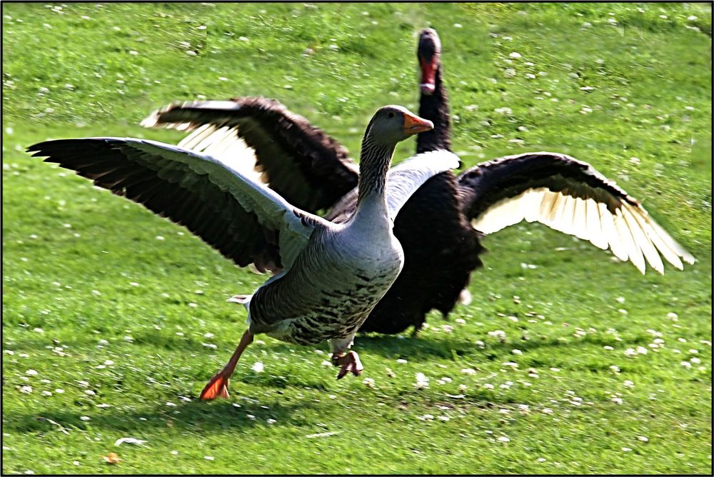 sehr scharf ...! Foto & Bild | tiere, wildlife, wild lebende vögel ...