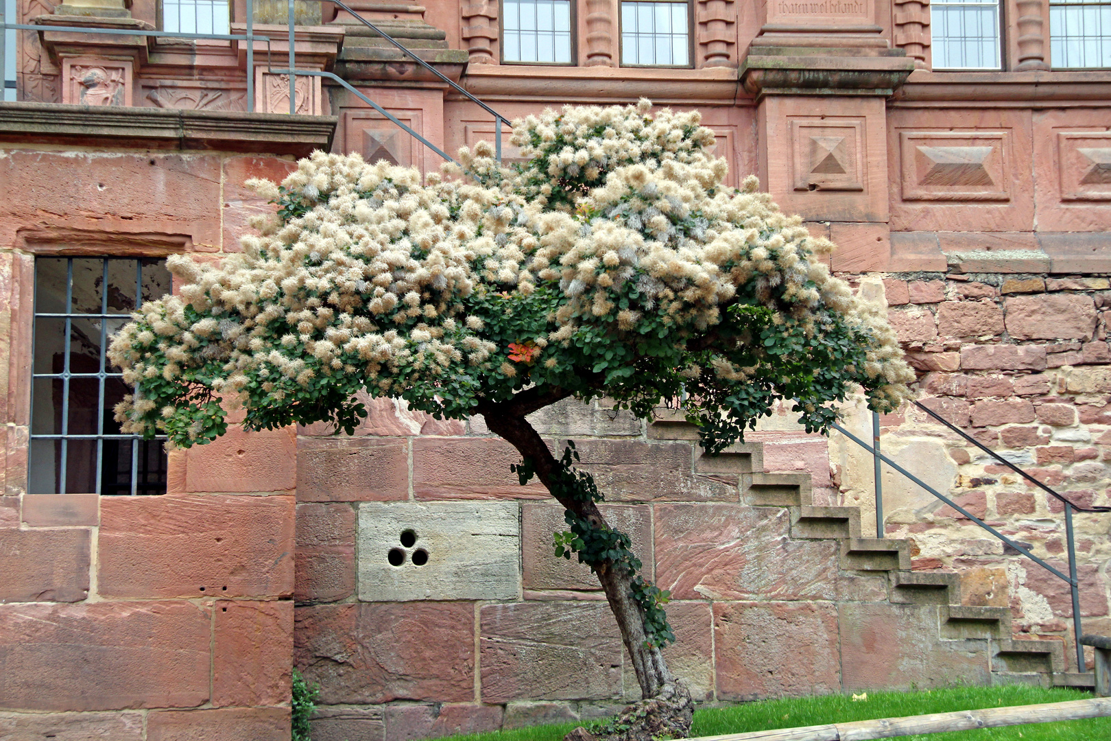 Sehr schöner Baum im Innenhof vom Schloß Heidelberg Foto & Bild | deutschland, europe, fotos ...