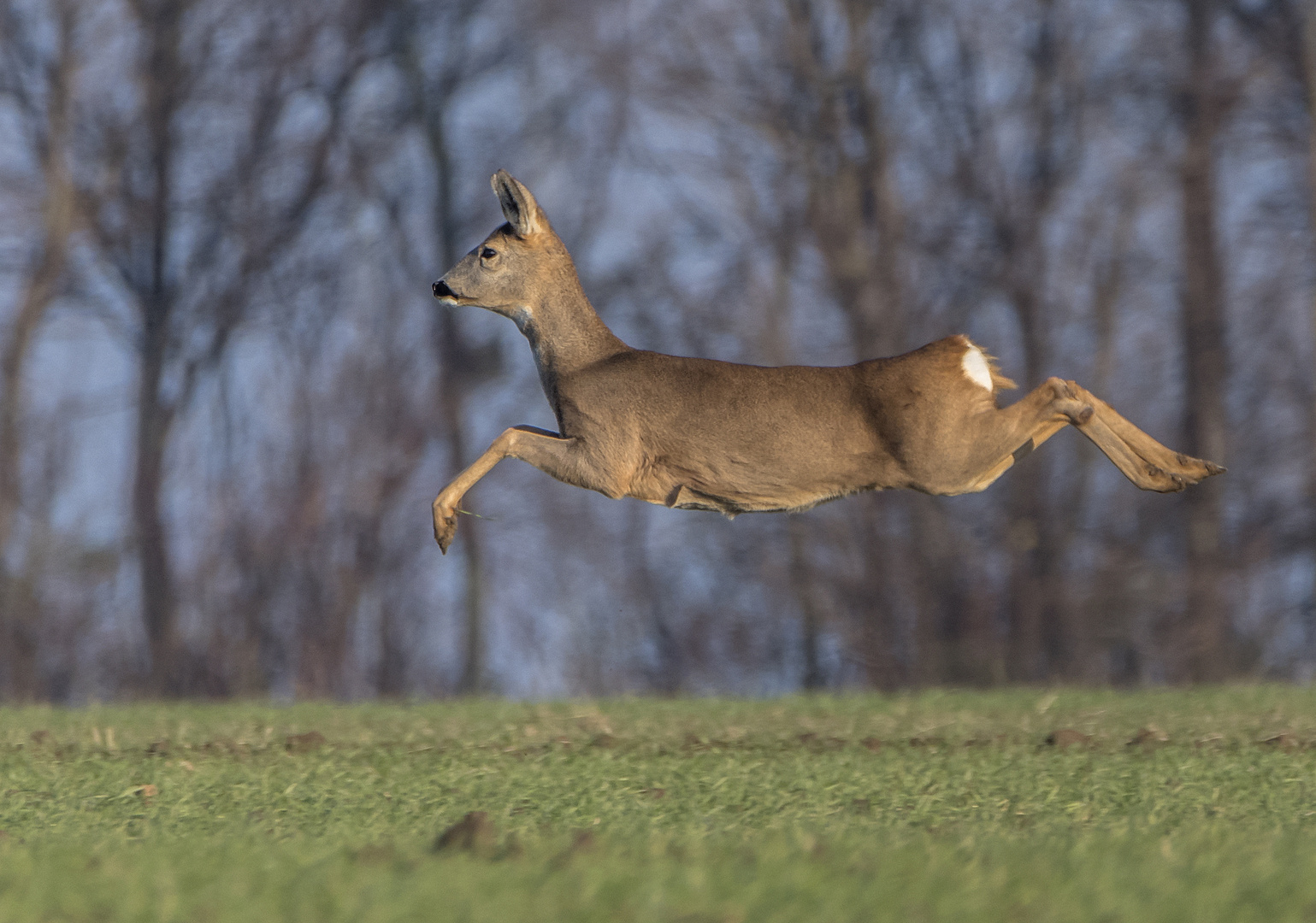 sehr Sprunggewaltig war das Reh.....! Foto & Bild | tiere, wildlife ...