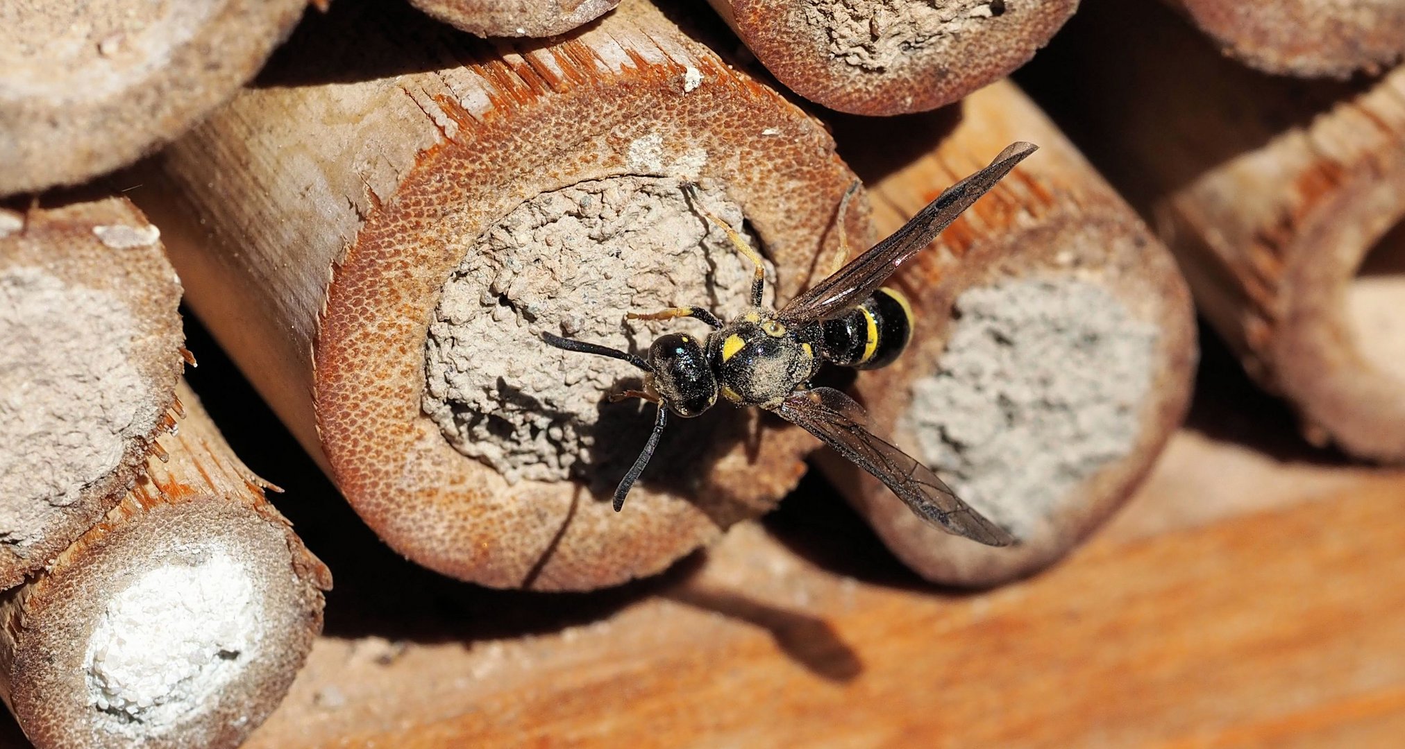 Sehr staubig die Kleine.... Foto & Bild | tiere, wildlife, insekten ...