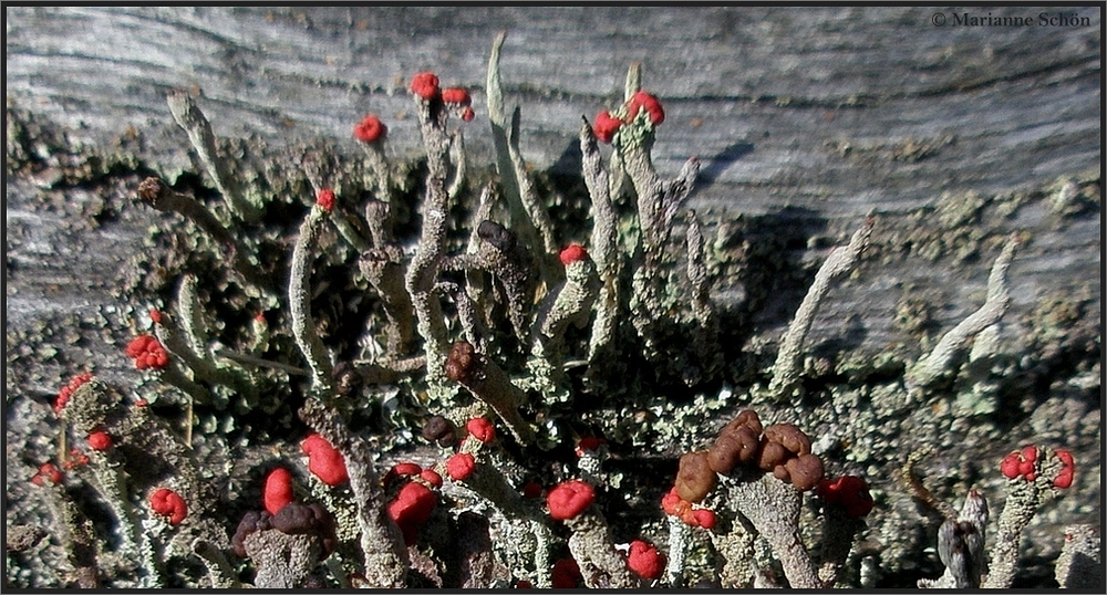 Sehr trocken und heiß... Foto & Bild | pflanzen, pilze & flechten, pilze & flechten, flechten ...